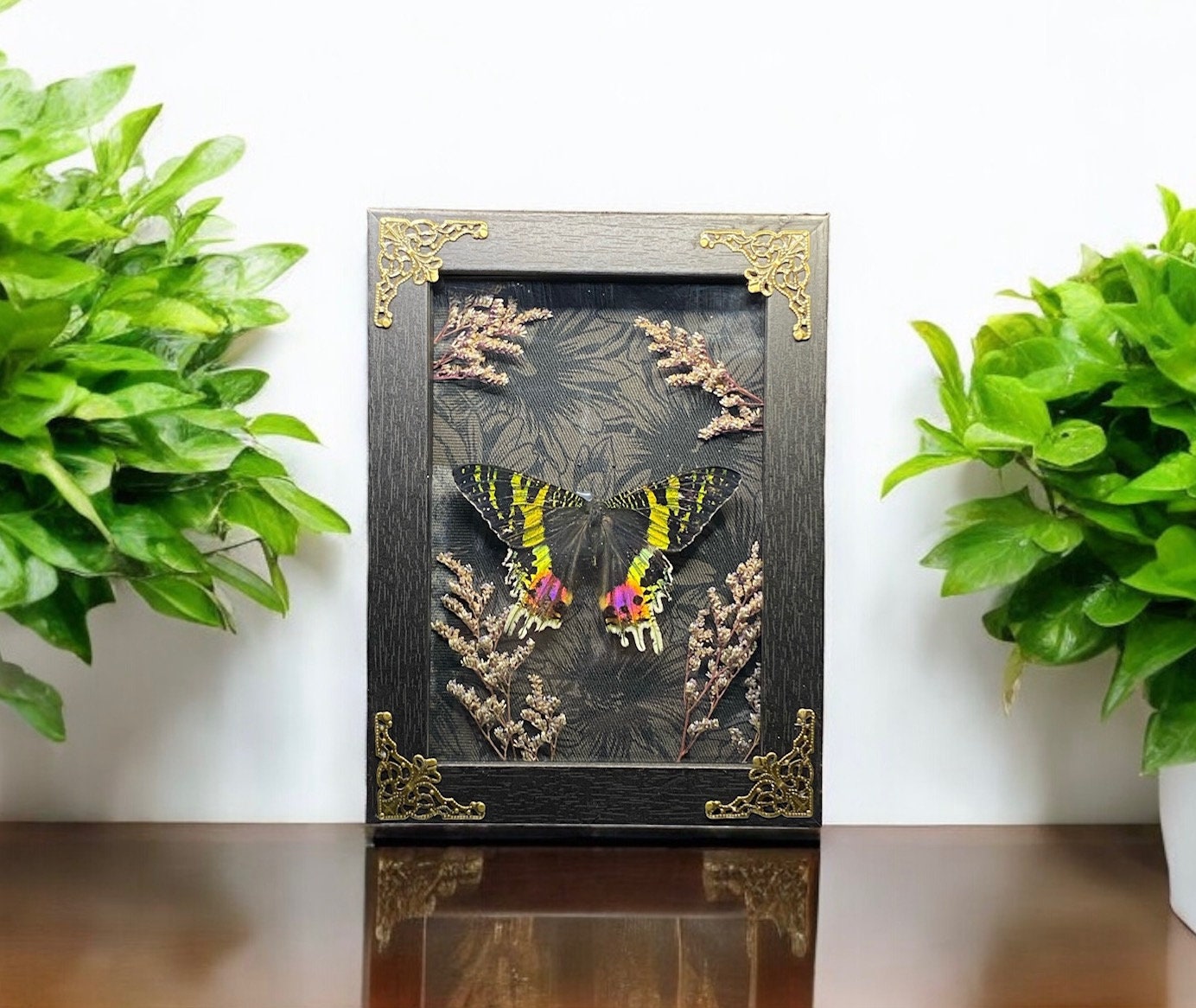 Real Madagascar Sunset Moth Wall Mounted Home Decor - Etsy