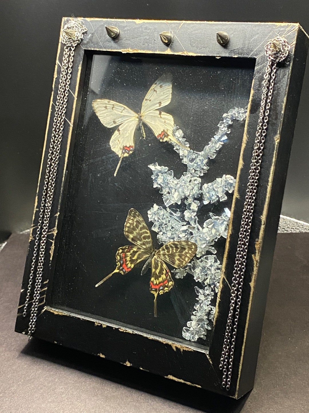 Real Dragon Swallowtails Mating Pair M/F Wall Mounted or Standing Home ...