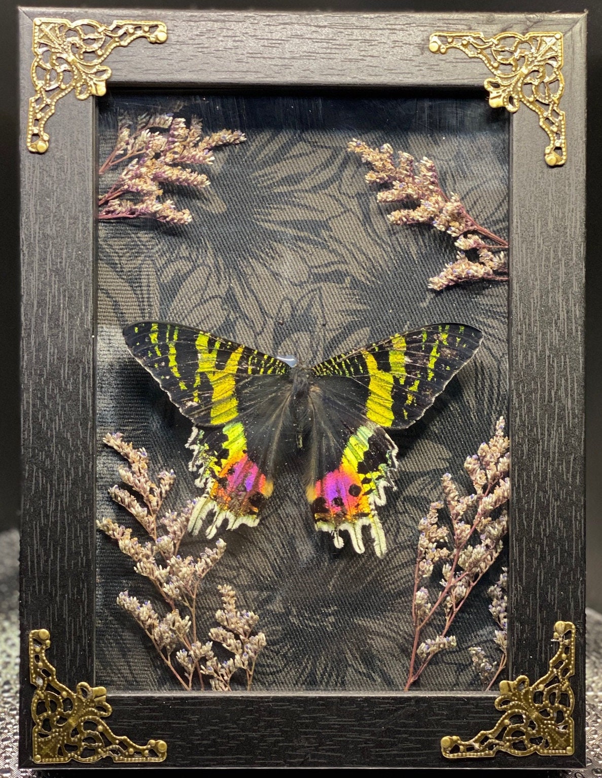 Real Madagascar Sunset Moth Wall Mounted Home Decor - Etsy