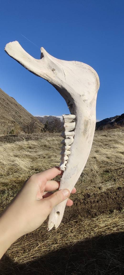 Home Décor Taxidermy & Curiosities Cow Elk Jawbones Home & Living etna ...