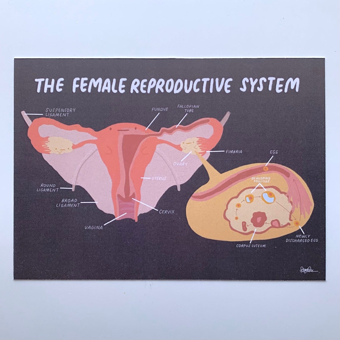 Anatomy Print: The Female Reproductive System | Etsy