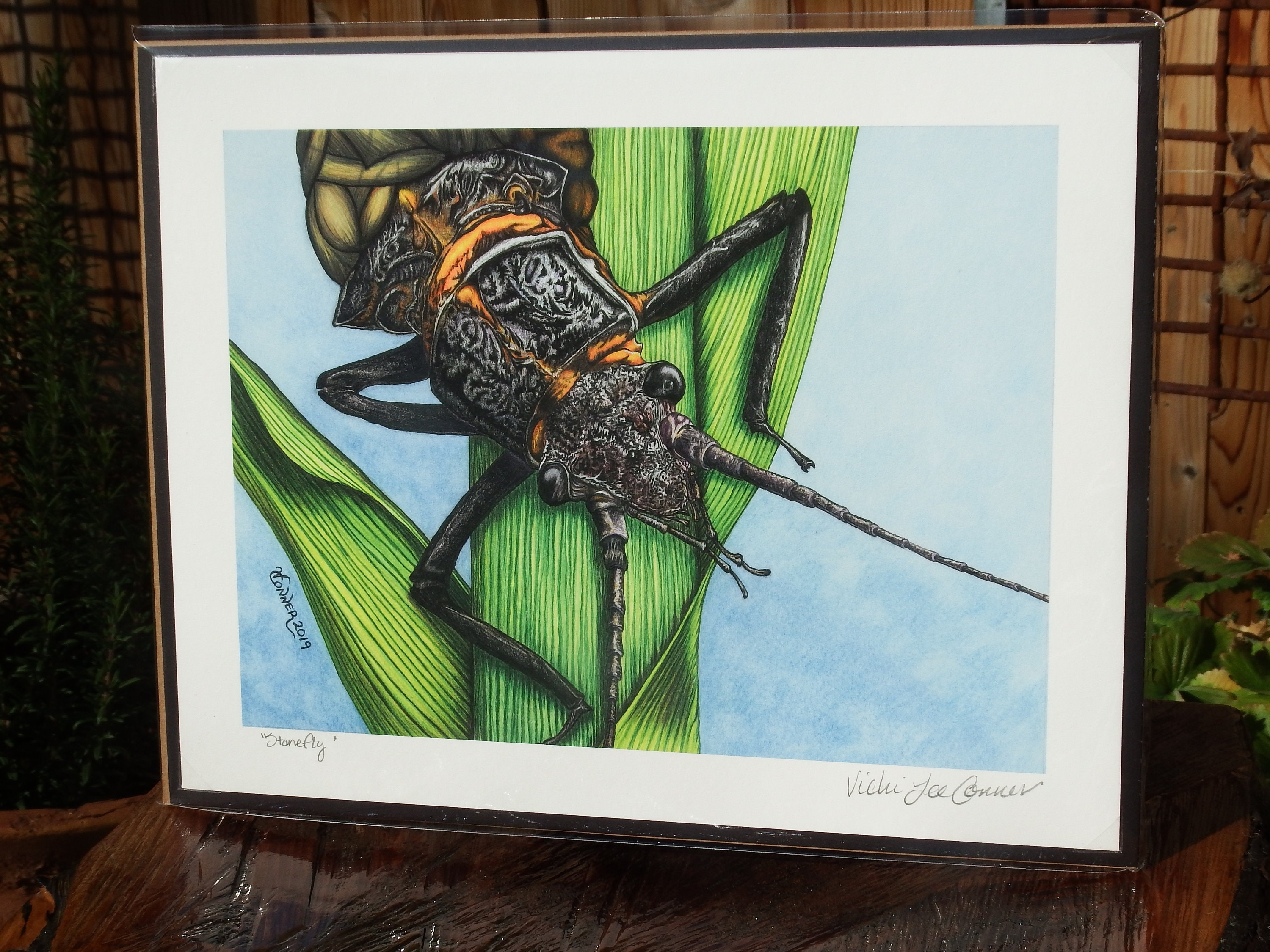 Stonefly 8x10 Print | Colored Pencil Fly Fishing Art | Cabin or Father ...