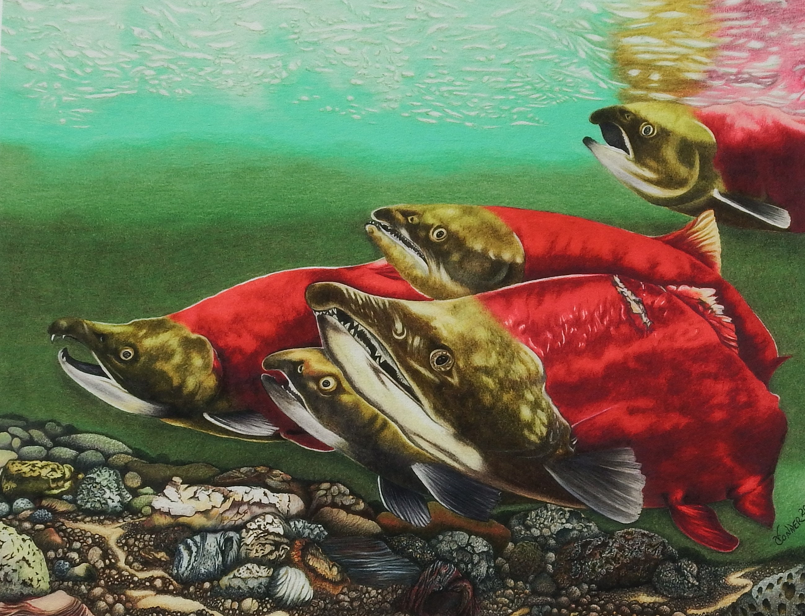 Colorful Fly Fishing Paintings