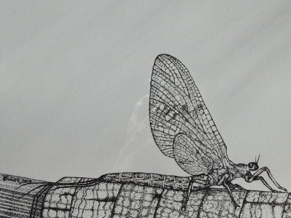 Pen and Ink Stipple Mayfly Print Fathers Day Gift Birthday | Etsy