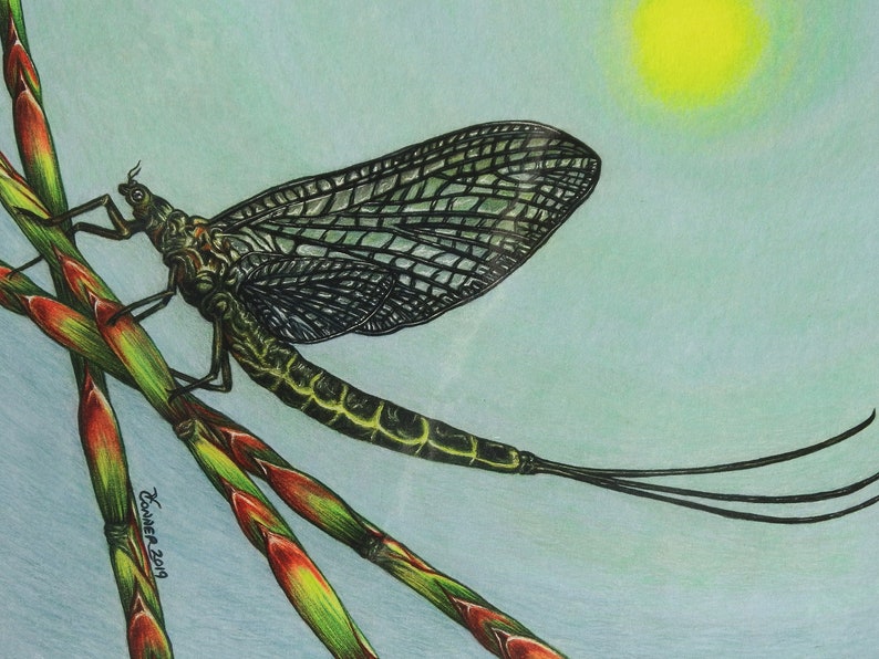 Colored Pencil Green Drake Mayfly Print, Fly Fishing Art, Fishing Gift ...