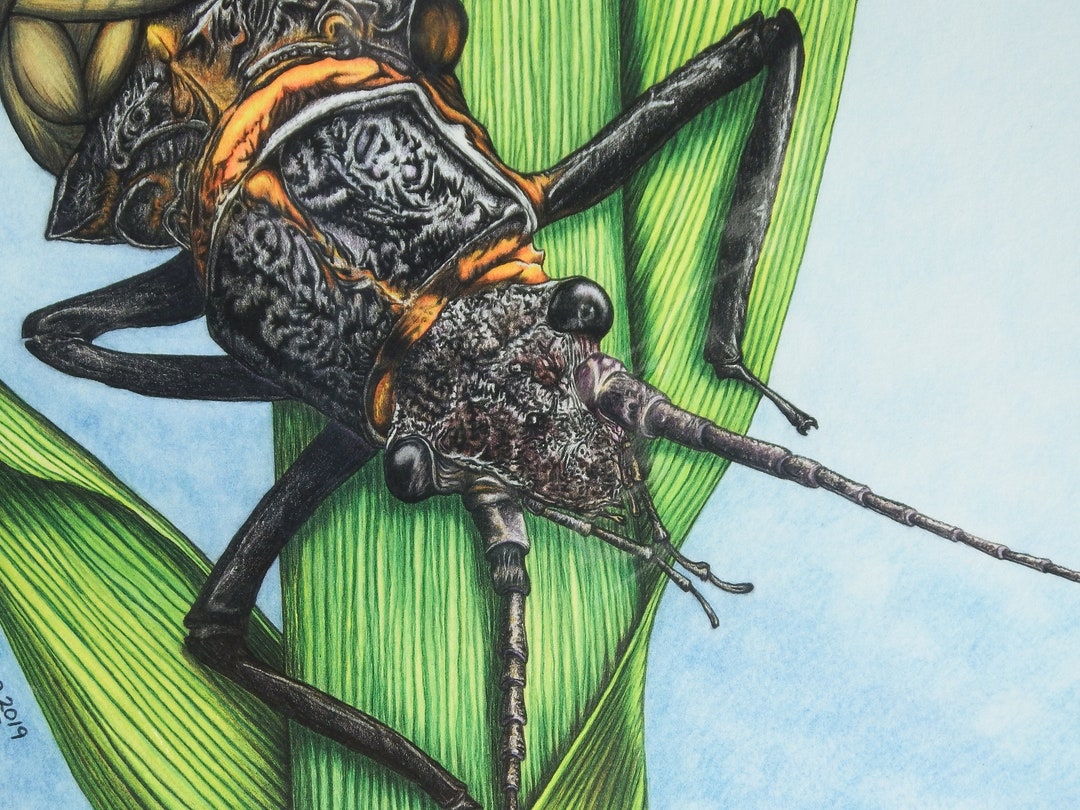 Colored Pencil Stonefly Bug Print, Fly Fishing Art, Father Day Gift ...