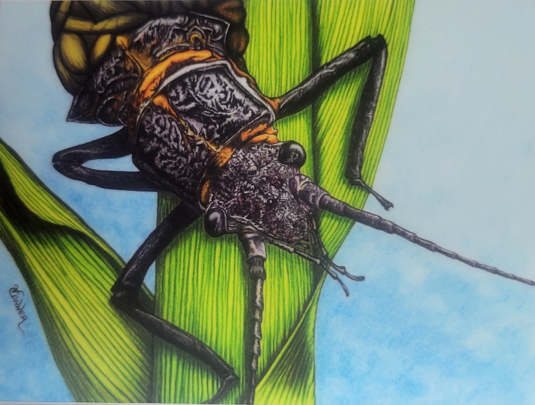 Bright Colored Pencil Stonefly Bug Sticker, Waterbottle Sticker, Cooler ...