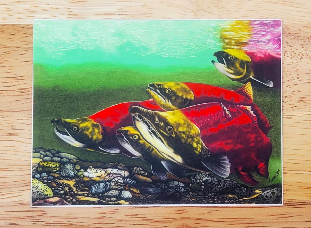 Vivid Colored Pencil Sockeye Salmon Sticker, Waterbottle Sticker ...