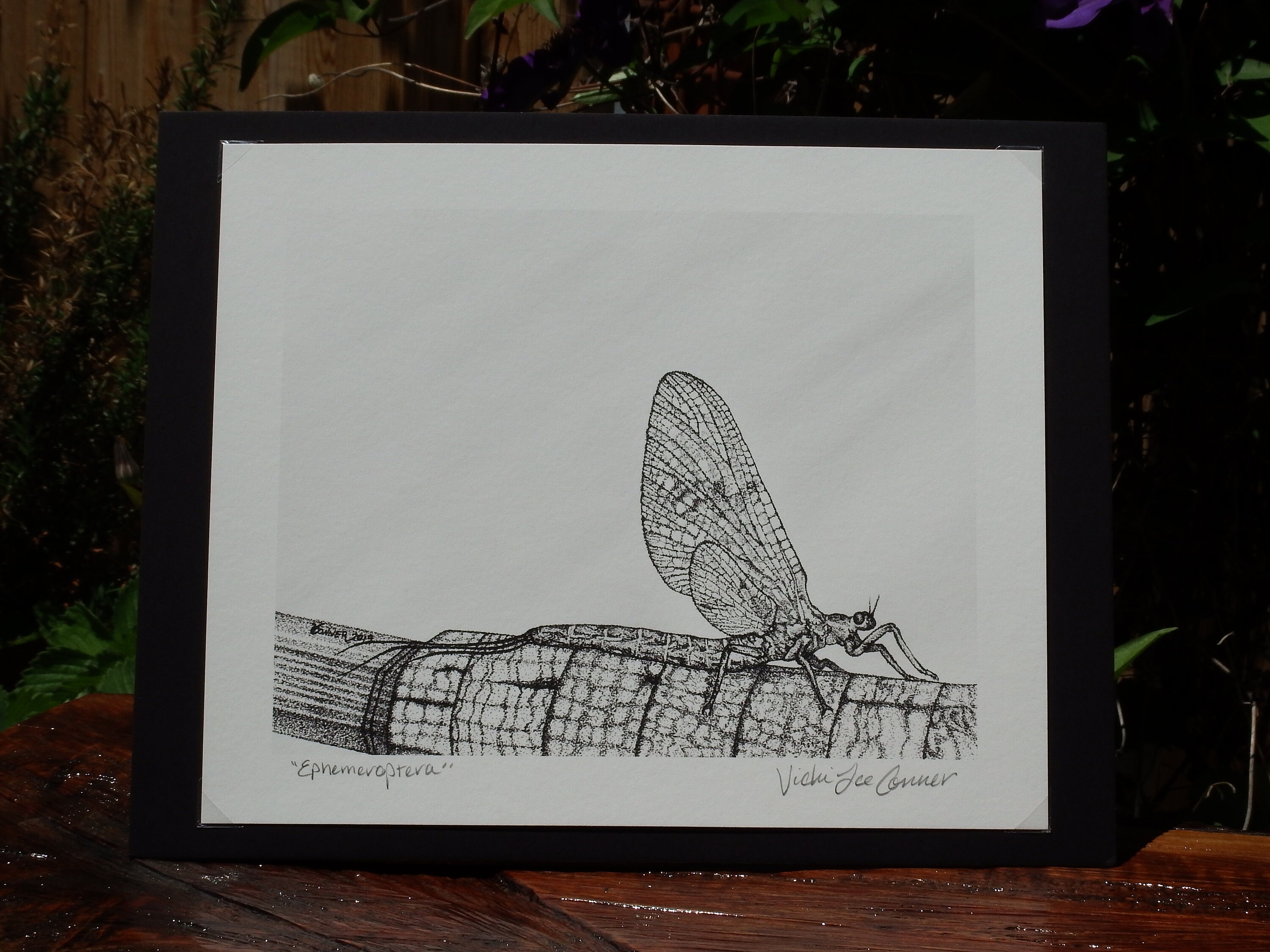 Pen and Ink Stipple Mayfly Print, Fathers Day Gift, Birthday Gift, Fly ...
