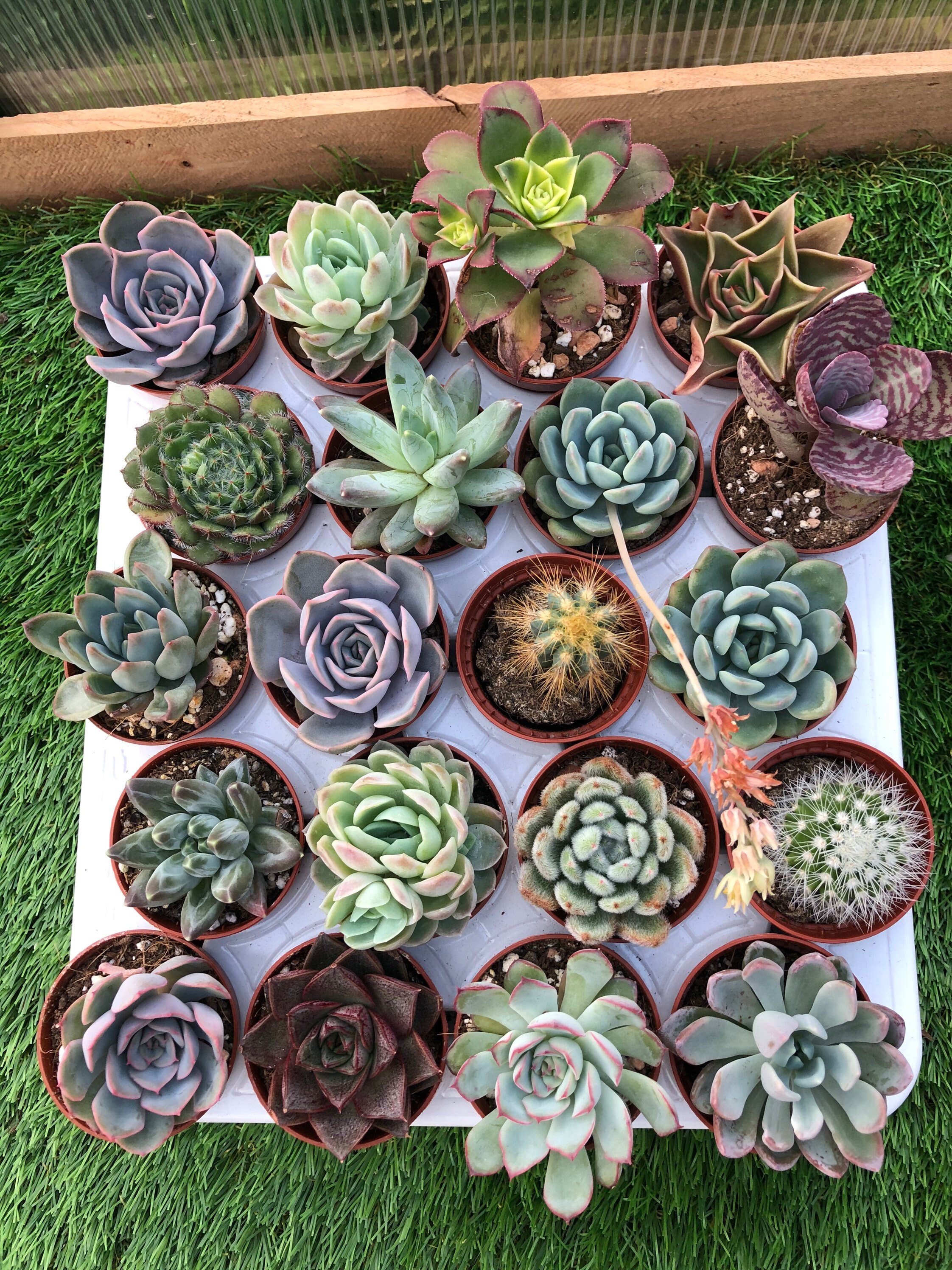 Mixed succulents in 5cm pot | Etsy