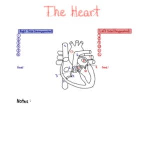Anatomy & Physiology Blood Flow of the Heart Numbered Diagram With ...
