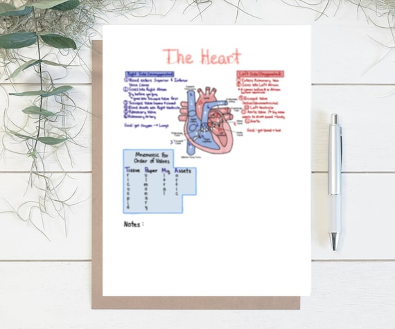 Anatomy & Physiology Blood Flow of the Heart Numbered Diagram - Etsy