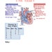 Anatomy & Physiology Blood Flow of the Heart Numbered Diagram With ...