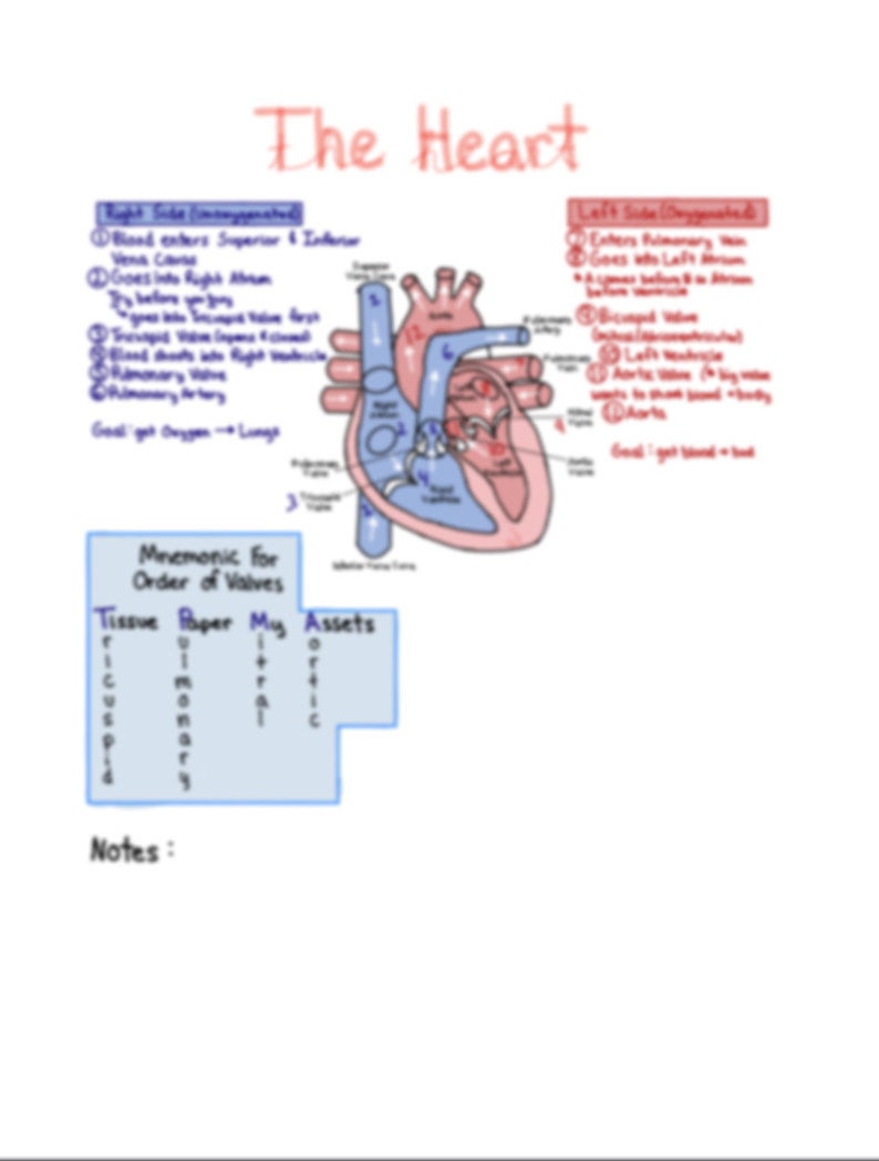 Anatomy & Physiology Blood Flow of the Heart Numbered Diagram With ...