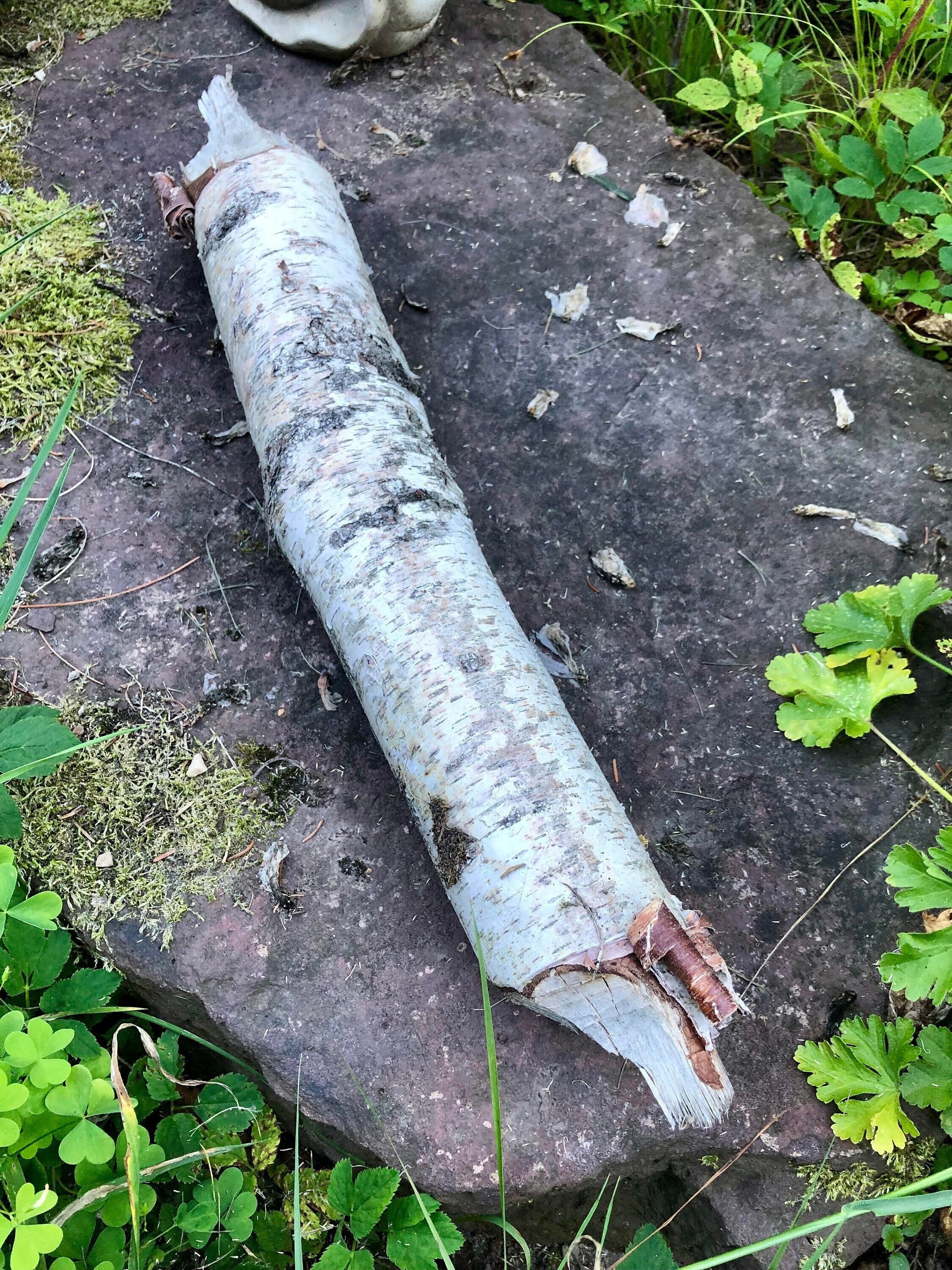 Beaver Chewed Birch Log, Natural Double Sided Beaver Chewed Birch Stick ...