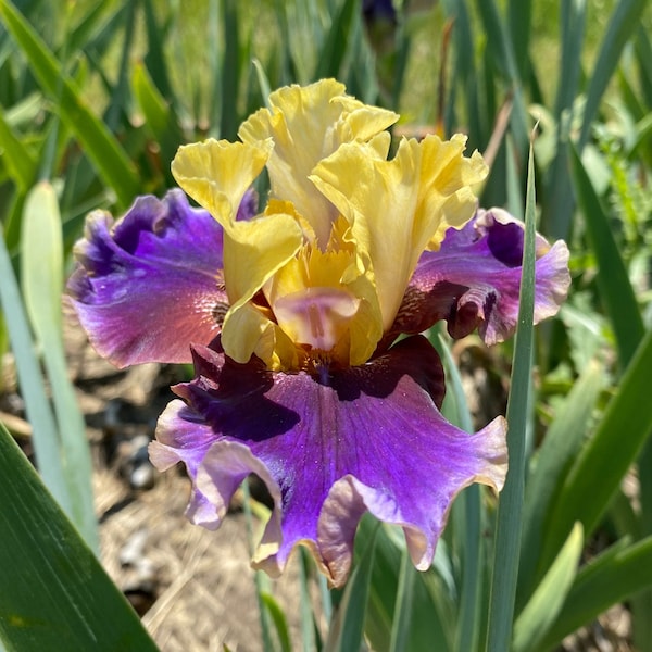 Reblooming Bearded Iris - Etsy