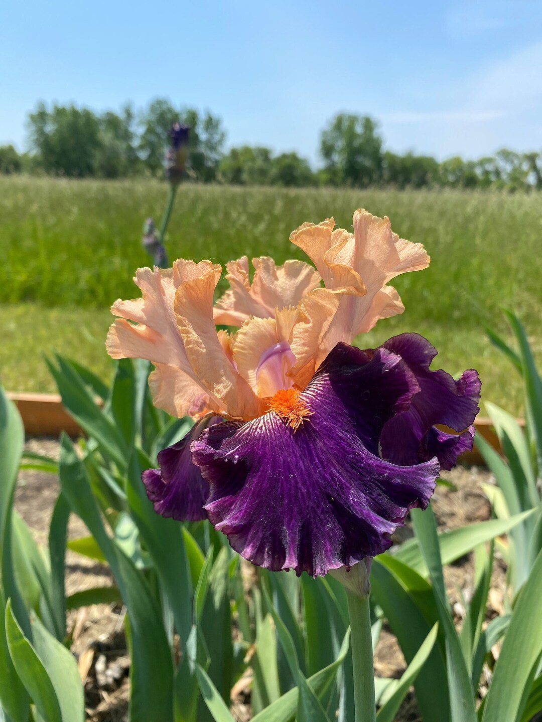Petalpalooza - 1 Large Bearded Iris Rhizome - Licensed Grower - Etsy