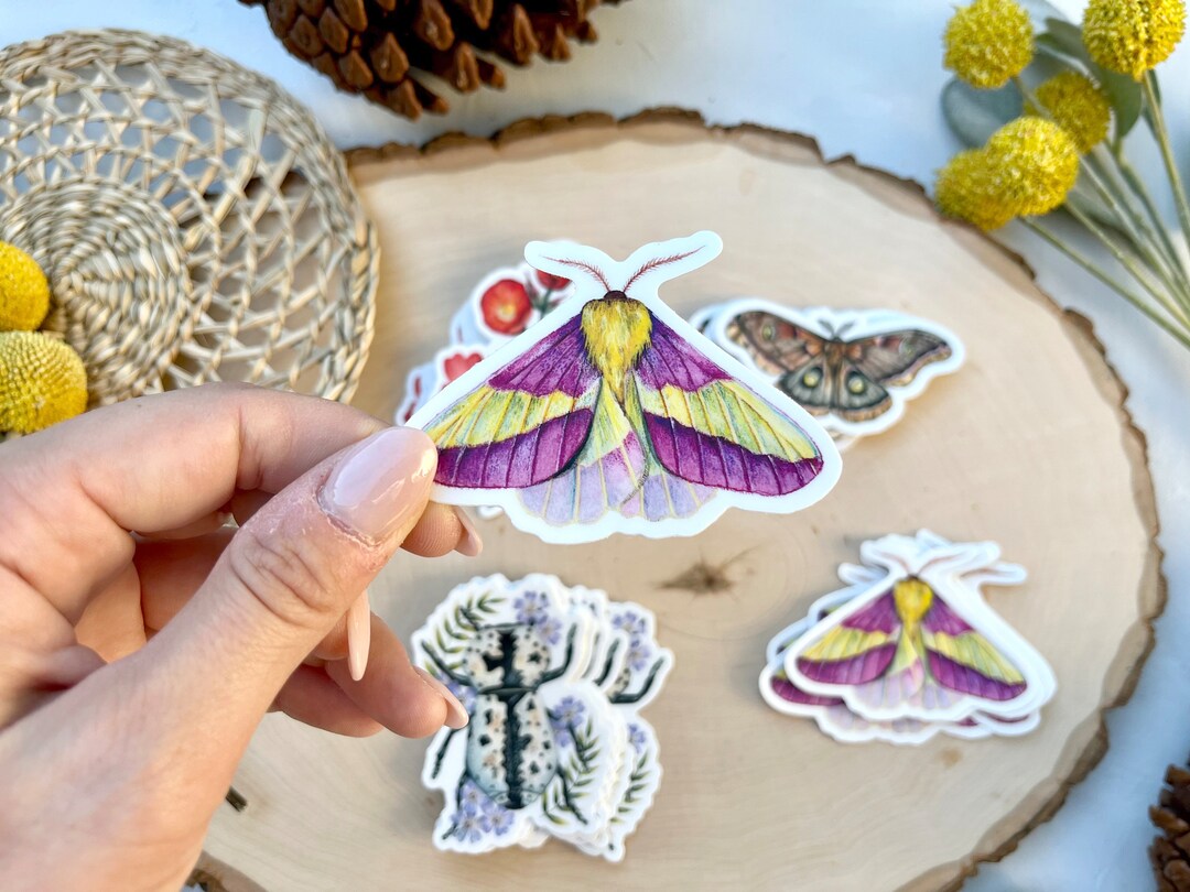 Rosy Maple Moth Sticker - Etsy