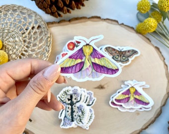 Rosy Maple Moth Vinyl Sticker - Etsy