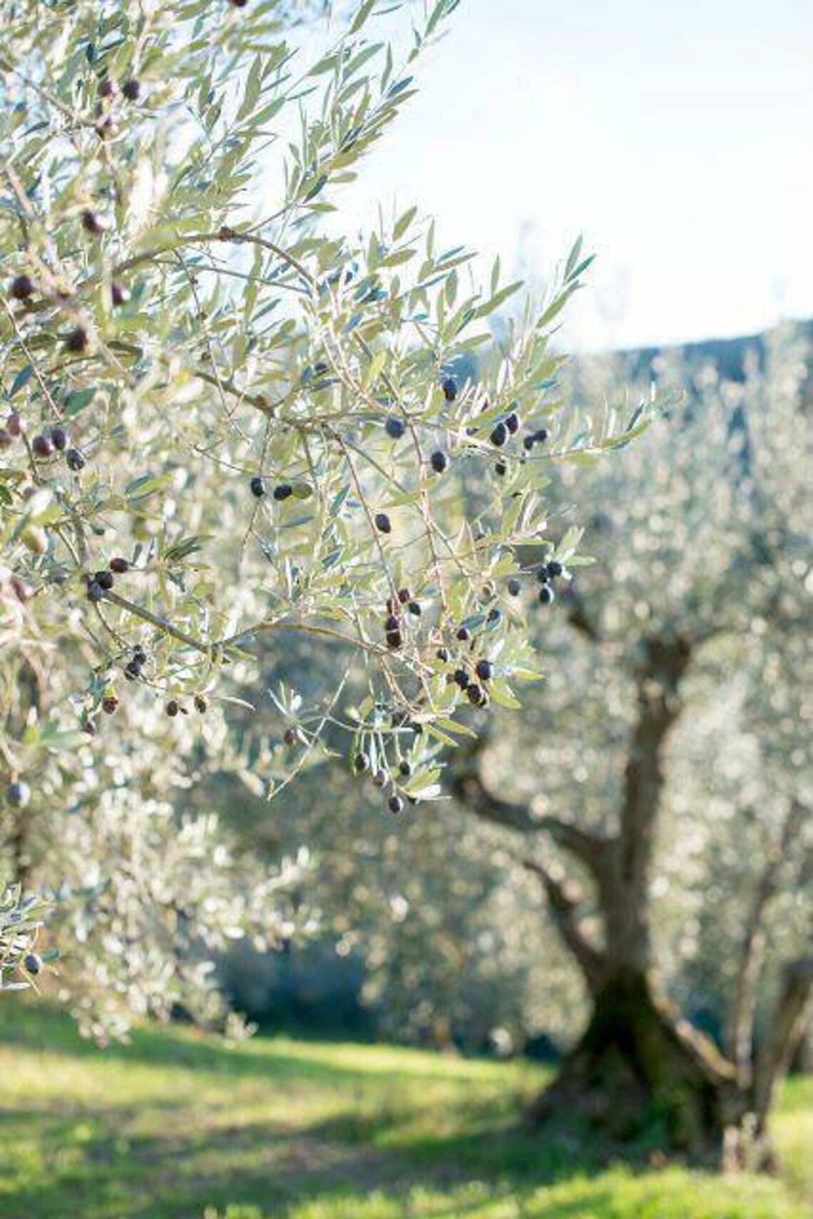 Extra Virgin Olive Oil , My Olive Tree , Adopt an Olive Tree , Tuscan ...
