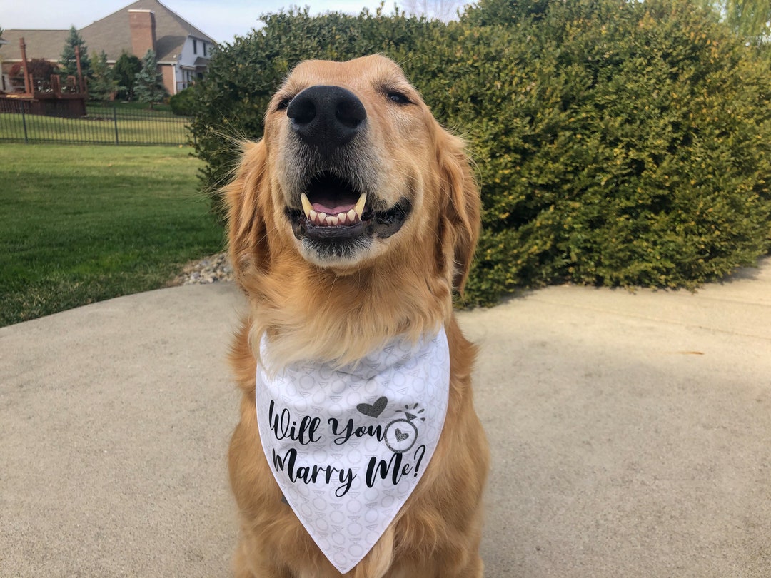 Will You Marry Me Over the Collar Dog Bandana, Proposal, Engagement Dog ...
