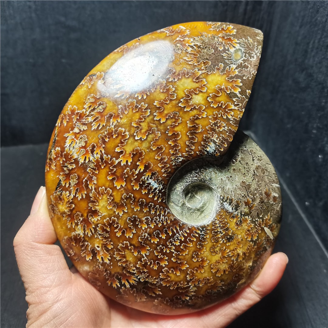Natural Fine Polishing Ammonite / Whole Ammonite Fossil / Authentic ...
