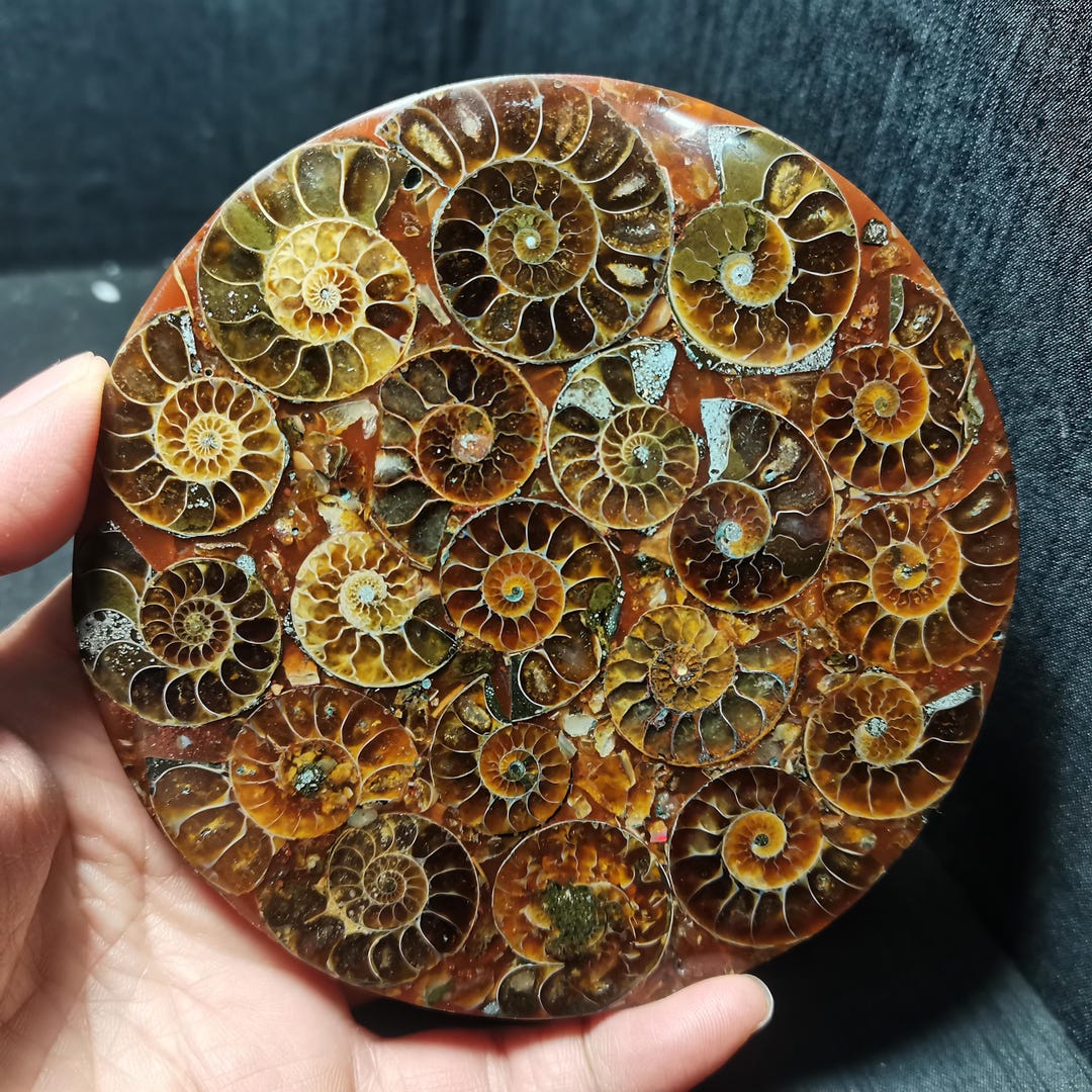 Ammonite Fossil Disk: Jurassic Madagascar Shell (160g - 117x6mm) - Etsy