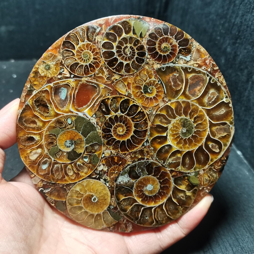 Ammonite Shell Jurassic Fossil Disk Half CUT W / From Madagascar/110 ...
