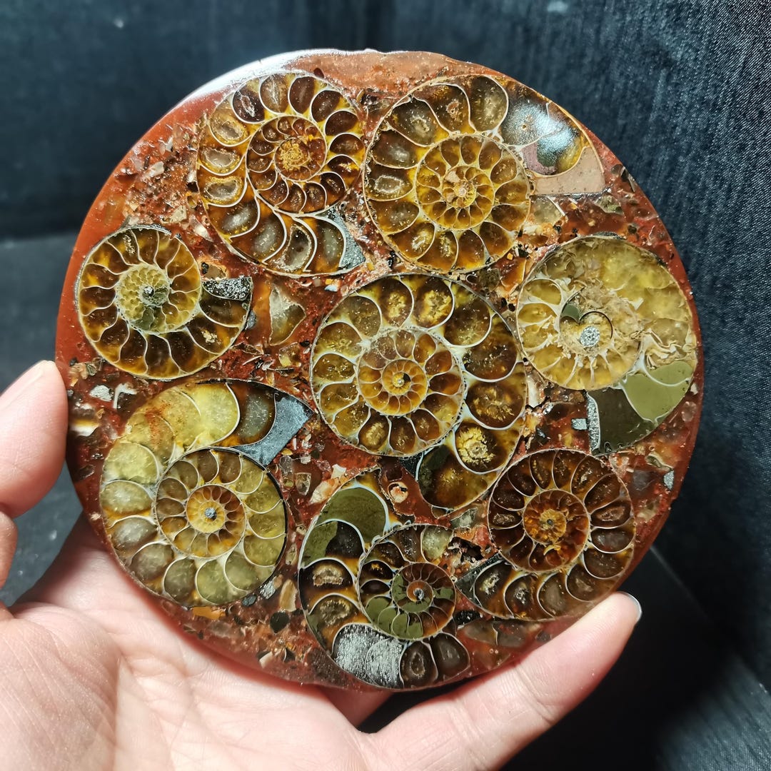 Ammonite Shell Jurassic Fossil Disk Half CUT W / From Madagascar/110 ...