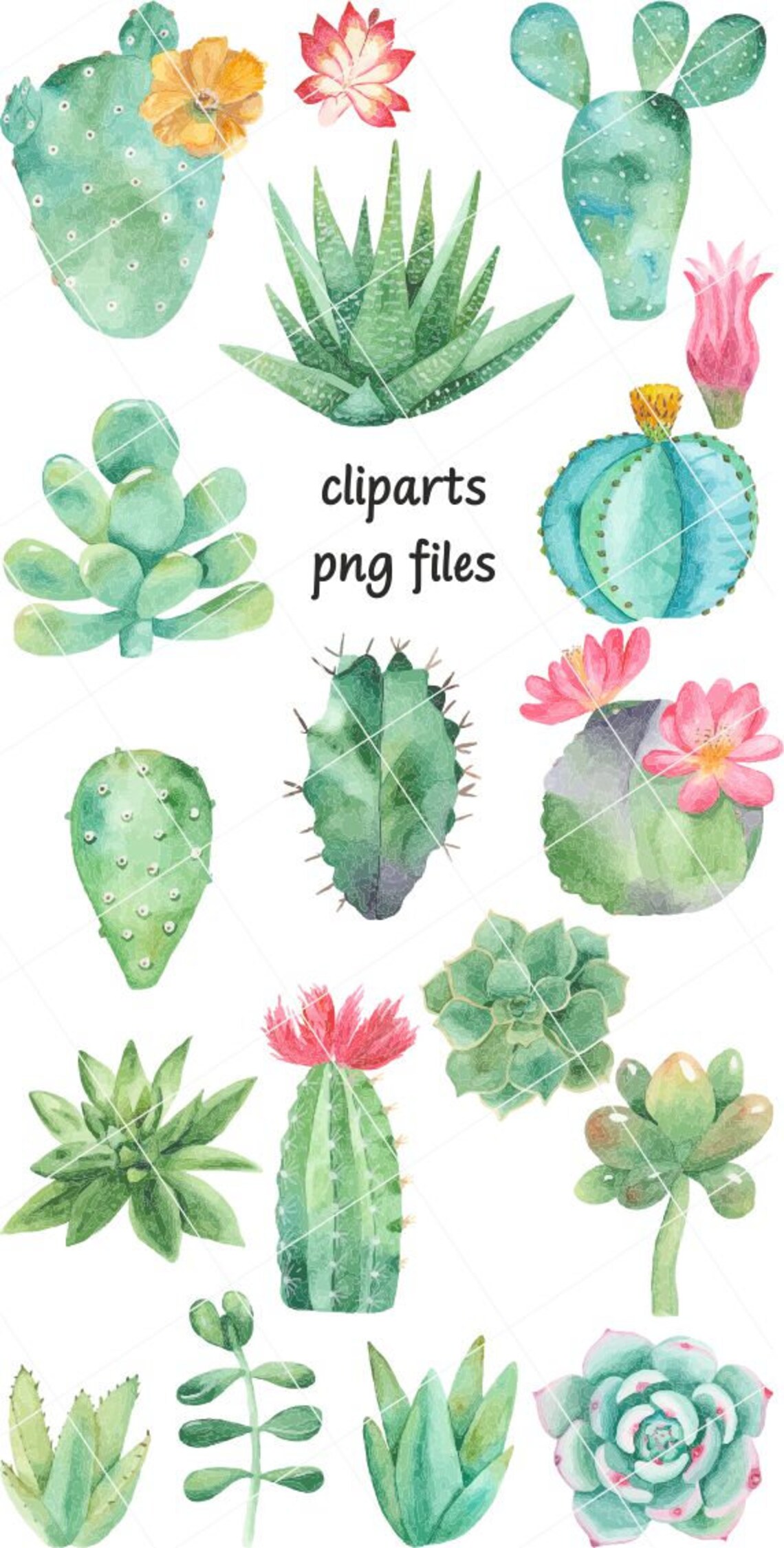 Watercolor Cactus Clipart Succulent Clipart Floral Clipart - Etsy