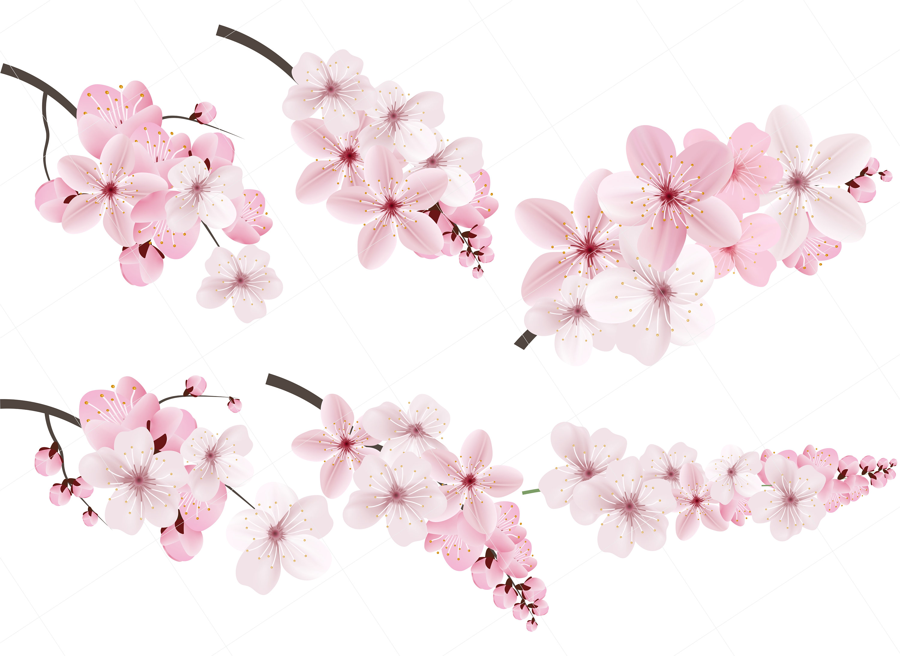 Light Pink Sakura Flowers Clipart Set of Sakura Clipart Pink - Etsy