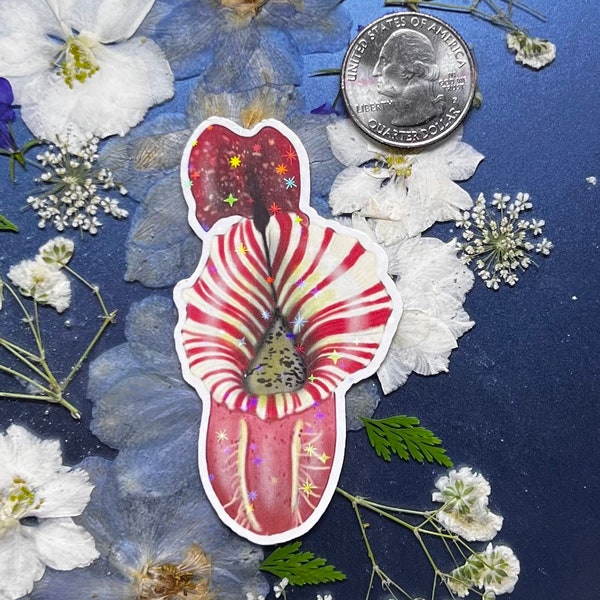 Nepenthes Candy Dreams - Etsy