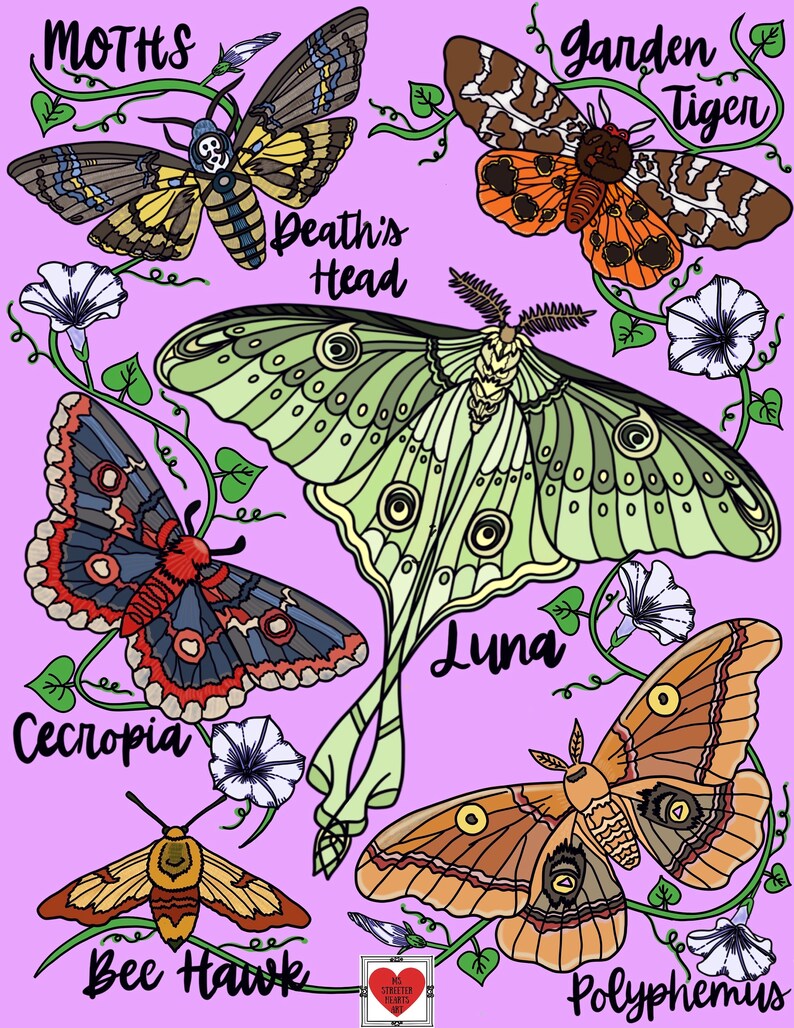Butterfly & Moth Coloring Pages: Realistic Nature Art (digital Download ...
