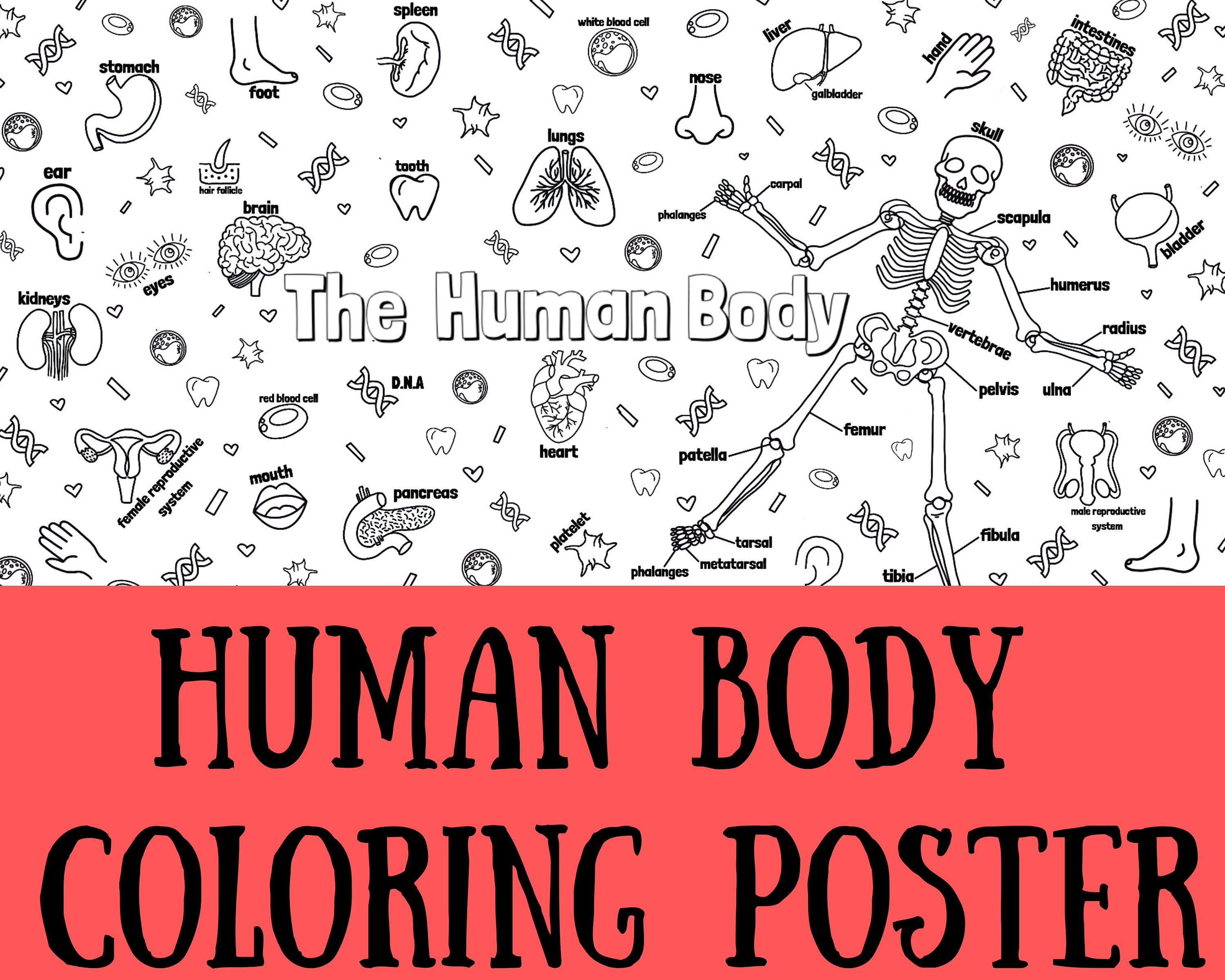 COLORING Poster, BODY PARTS, Science Classroom, Giant Human Body ...