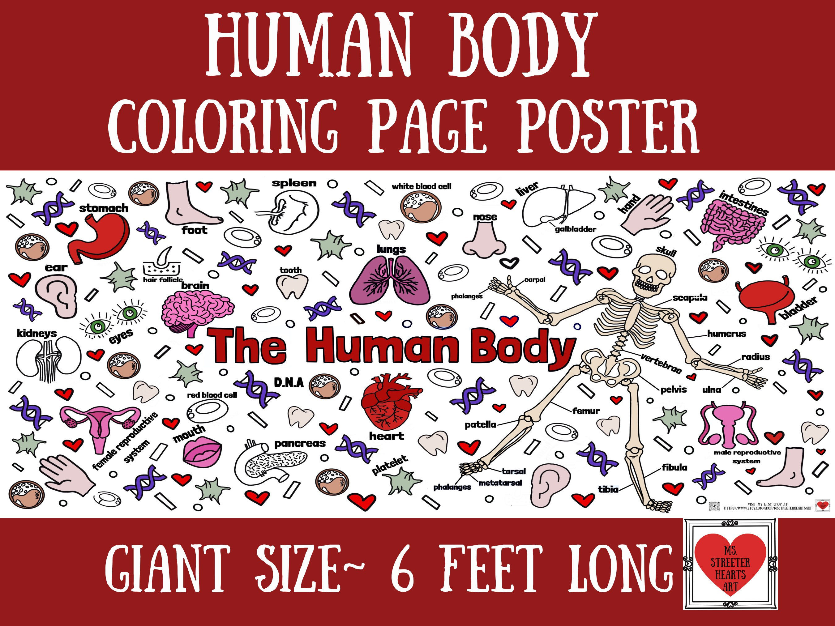 COLORING Poster, BODY PARTS, Science Classroom, Giant Human Body ...