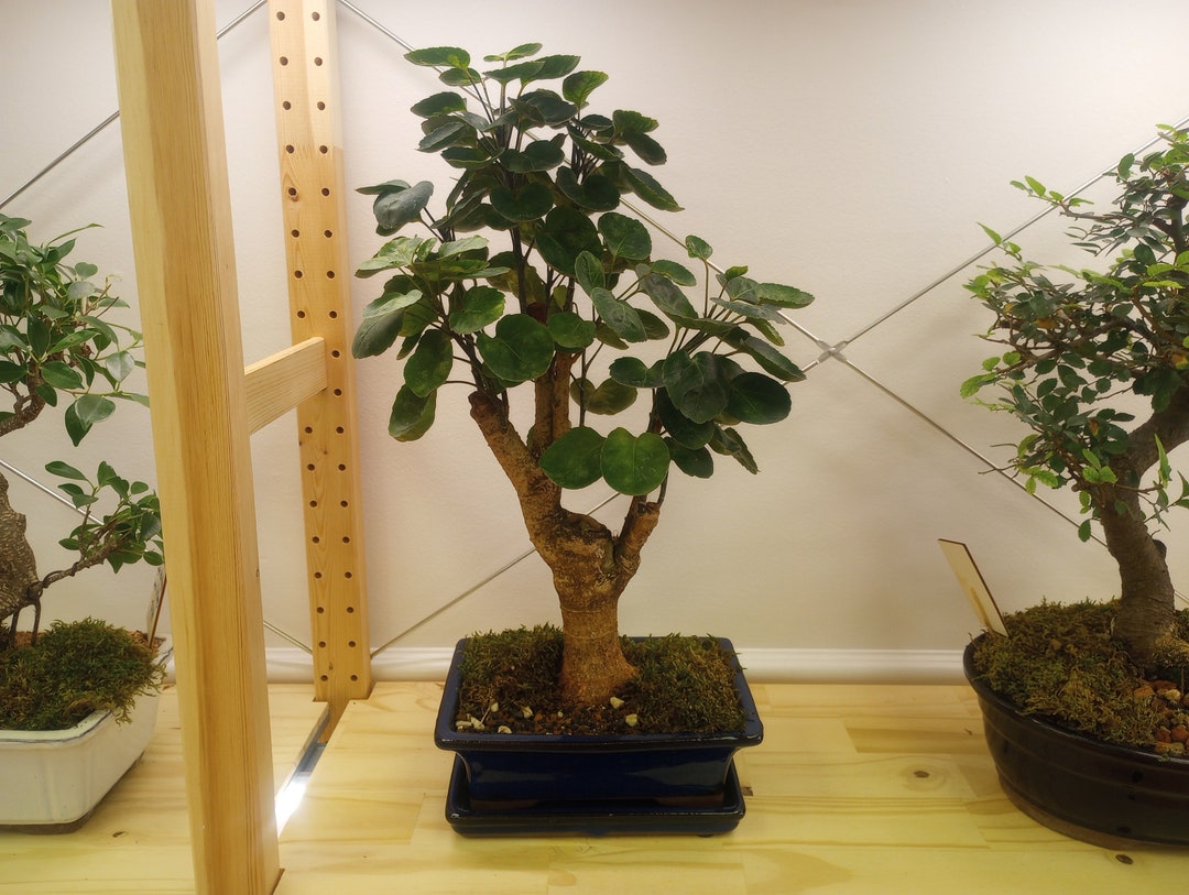 Live Bonsai Tree japanese Fabian Aralia Bonsai Tree - Etsy