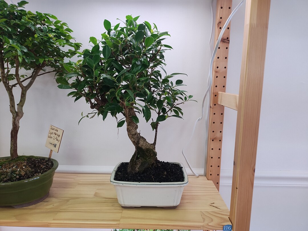 Live Bonsai Tree tiger Bark Bonsai Tree 116 - Etsy