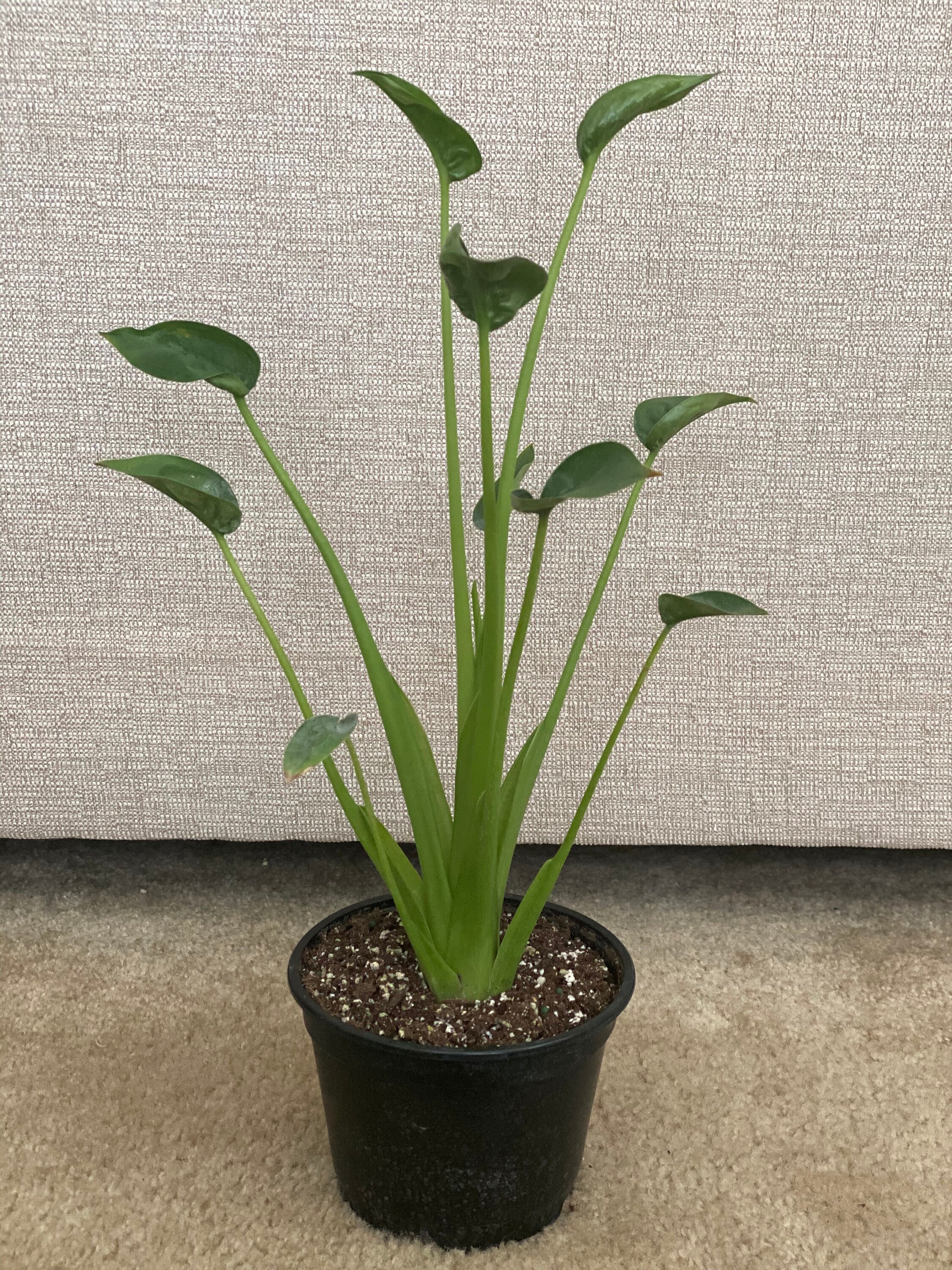 Easy-to -Care-For Houseplants that Thrive in Any Room — Atlanta Plant Shop