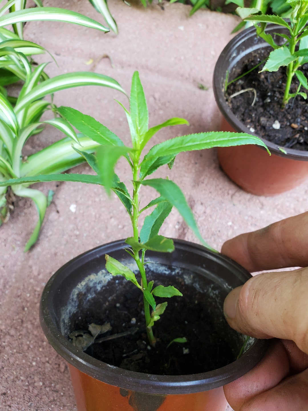 Sweet White Peach Tree Seedling – Green Leafed 6–8" Tall Live Plant – 2 ...