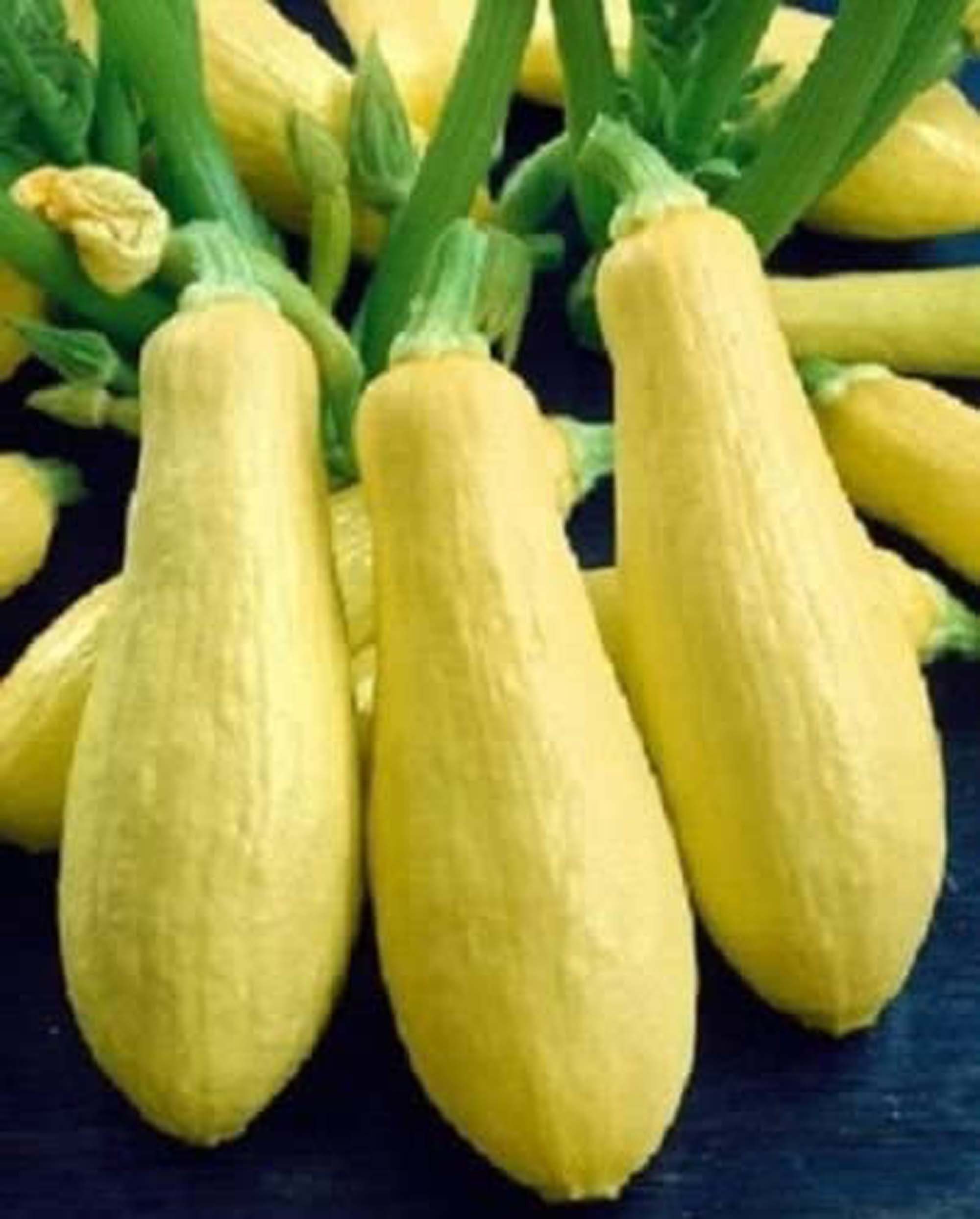Yellow Straightneck Summer Squash Seeds / 25 Seeds / Organic / NON-GMO ...