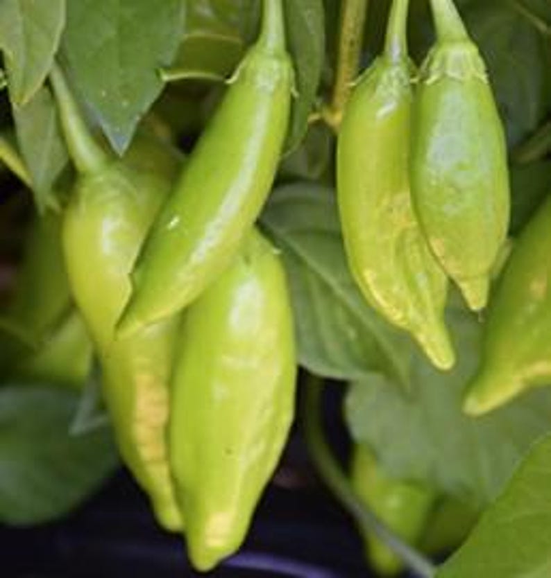 Aji Rico Pepper Seeds, 10 Organic Seeds, Mildly Hot Pepper Seeds With ...