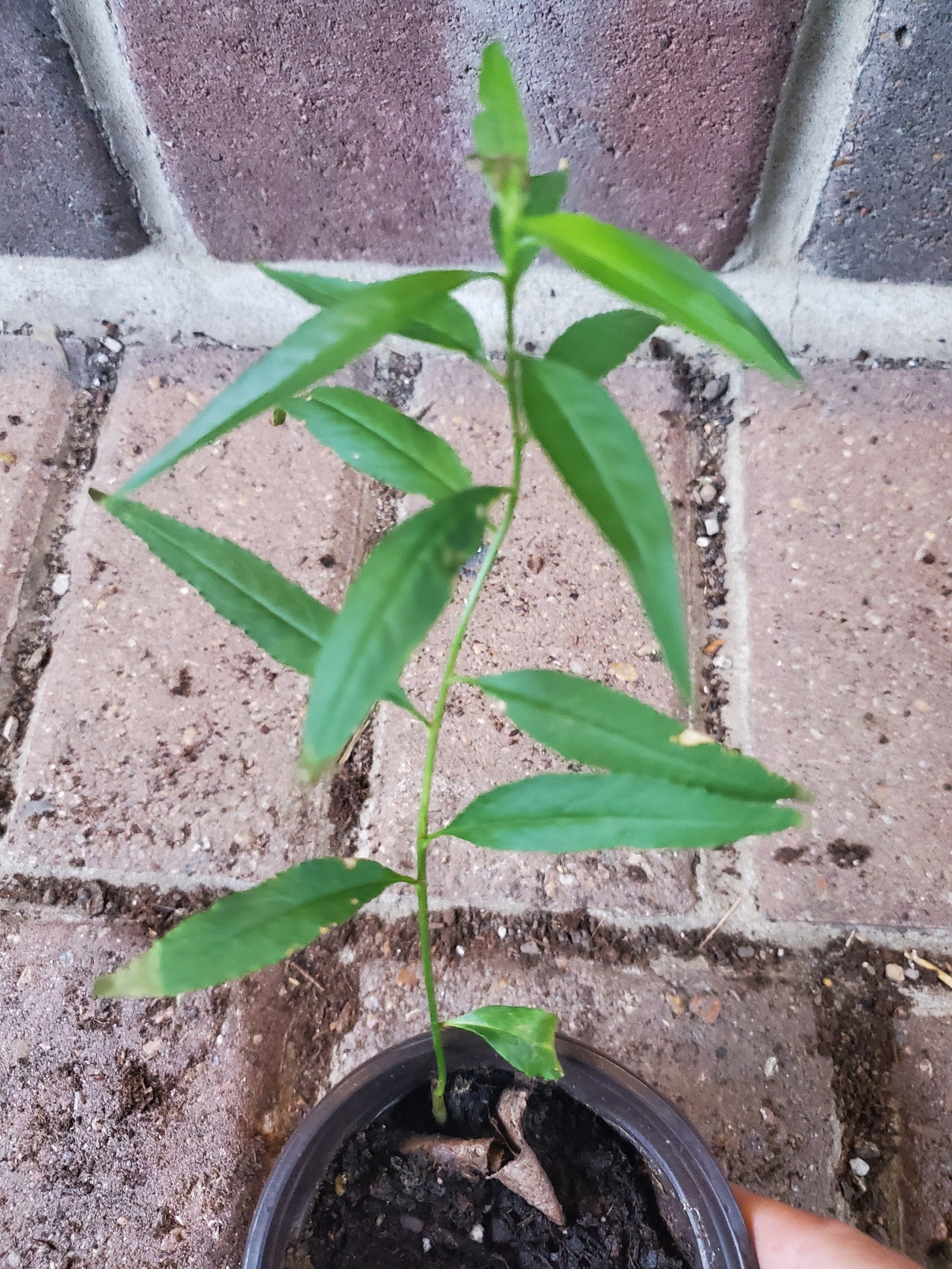 Green Leafed Small Peach Tree Start Seedling 89 - Etsy