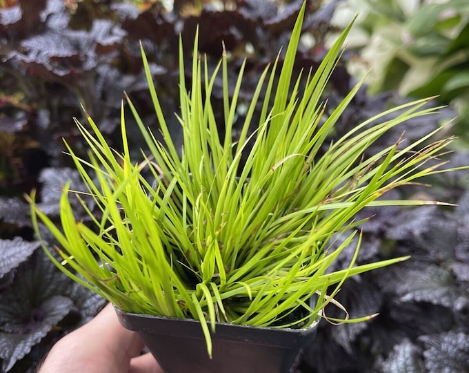 Acorus Gramineus 'MINIMUS AUREUS’ - Dwarf Sweet Flag! Indoors or Out ...