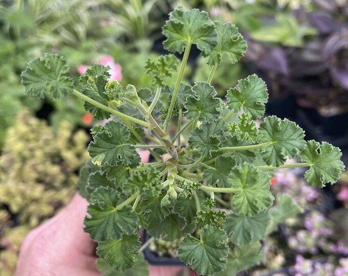 Pelargonium ‘PEACH’ - Scented Geranium - Etsy