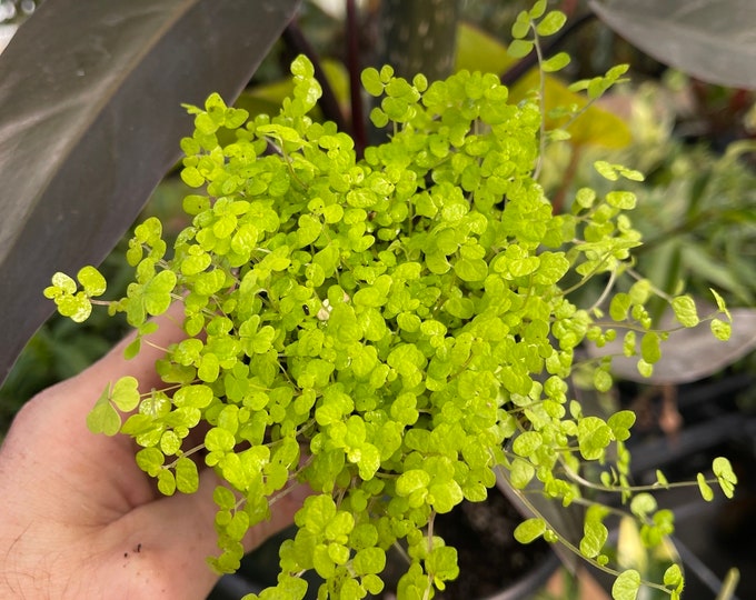 Golden Baby’s Tears - Soleirolia Soleirolii ‘aurea’ - Etsy