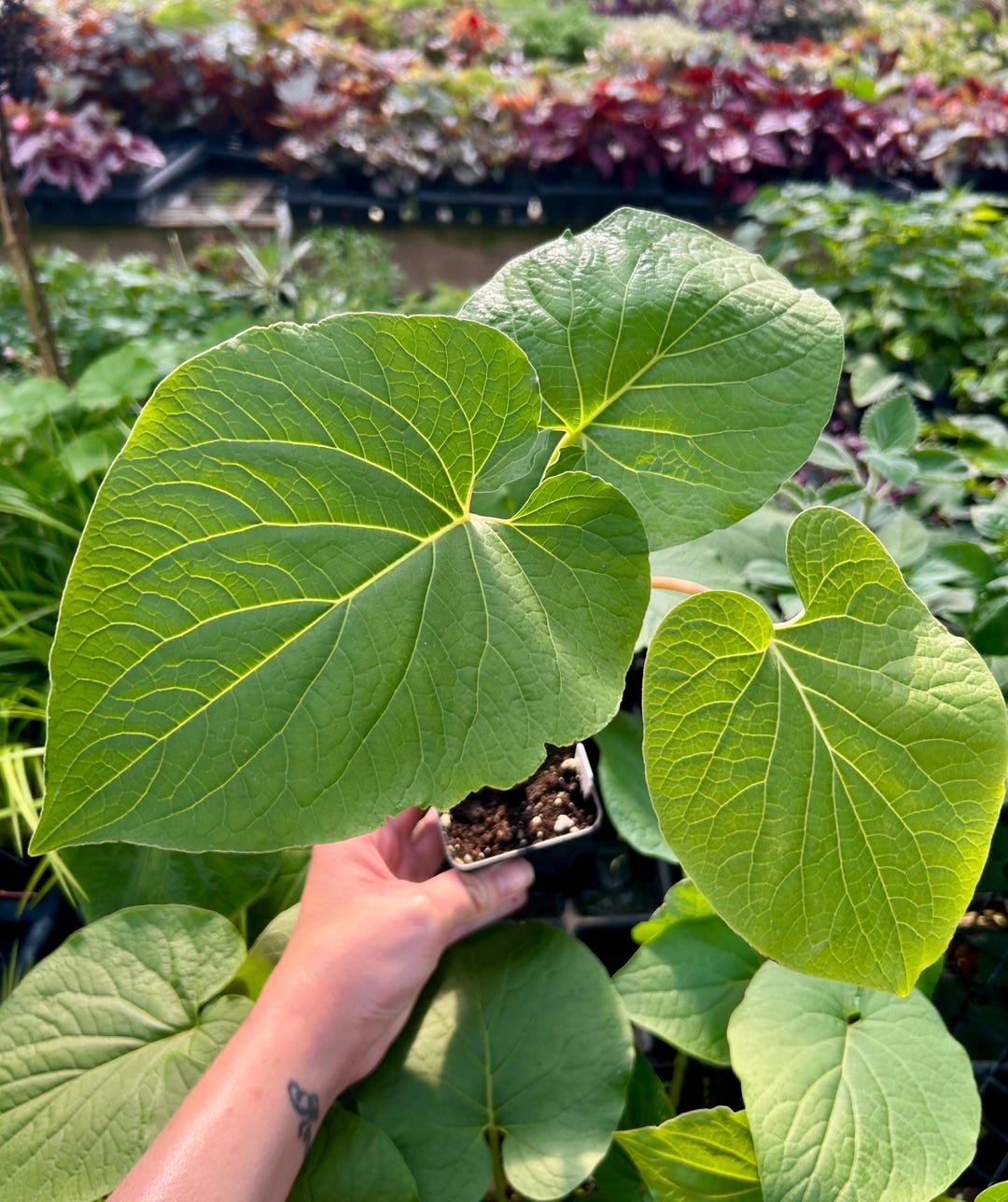 Piper Auritum - Hoja Santa - Mexican Pepperleaf - Root Beer Plant ...