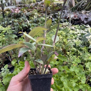 Tradescantia Pallida ‘BLUE SUE’ - Etsy