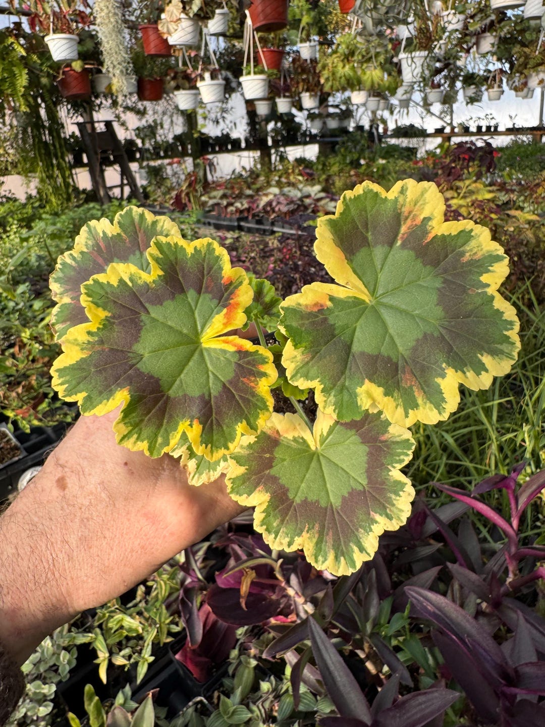 Pelargonium ‘mrs. Pollock’! FANCY LEAF GERANIUM! - Etsy