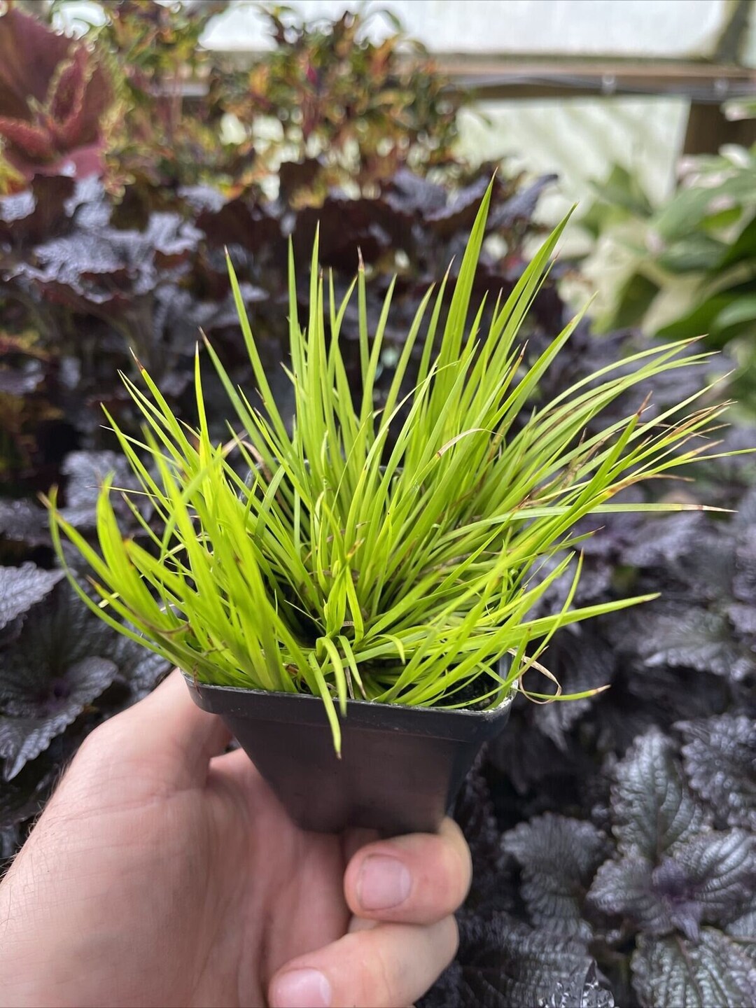 Acorus Gramineus 'MINIMUS AUREUS’ - Dwarf Sweet Flag! Indoors or Out ...