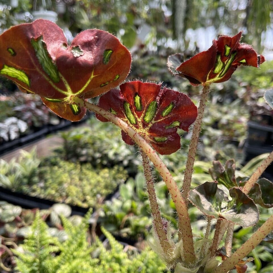Begonia ‘CATHEDRAL’ - Amazing Leaves - Etsy